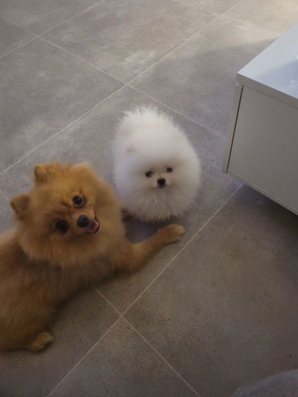 Pomeranian Typ boo in Schalksmühle (Nordrhein-Westfalen) // Snautz.de