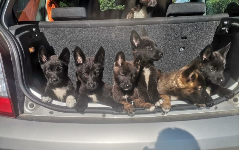 American Akita/Deutscher Schäferhund Mischlinge in Bad Dürkheim ...