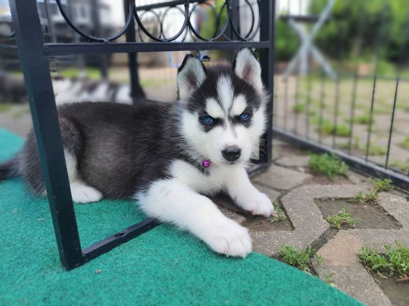 Husky Zu Verkaufen