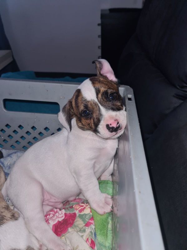 Jack-Russell/Franz. Engl. Bulldog-Mix Welpen in Schwentinental ...