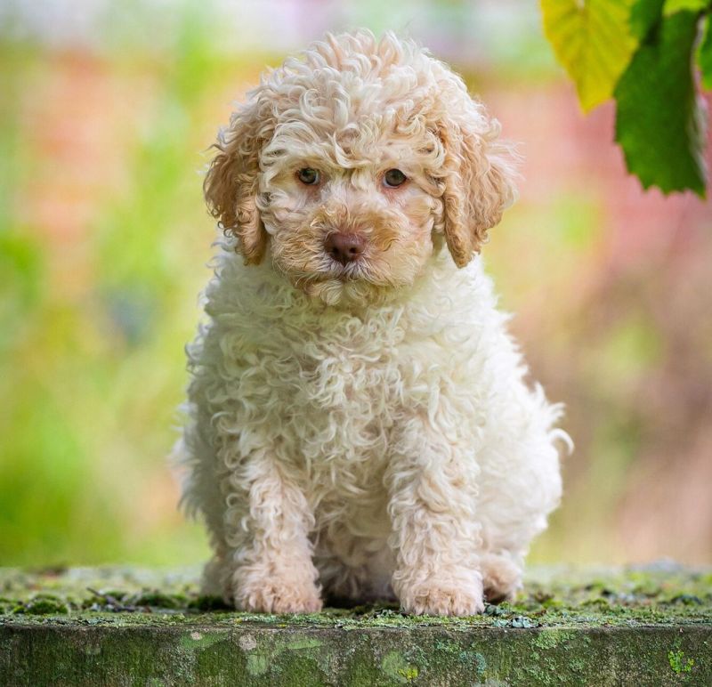 Lagotto Romagnolo Welpen seriöse liebevolle deutscher Hobbyzucht Hündin wieder zu vergeben in ...