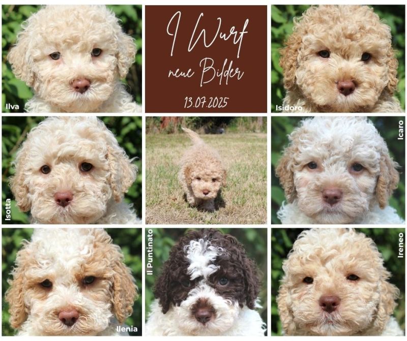 Lagotto Romagnolo Welpen aus seriöser liebevoller deutscher Hobbyzucht Mai 2025 in Isenbüttel ...