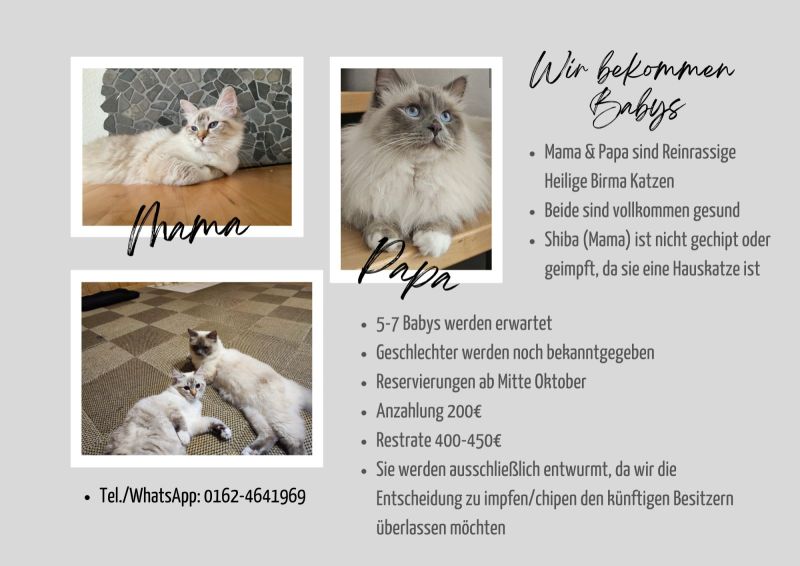 Heilige Birma Kitten (reinrassig) in Bad Wurzach (Baden-Württemberg ...