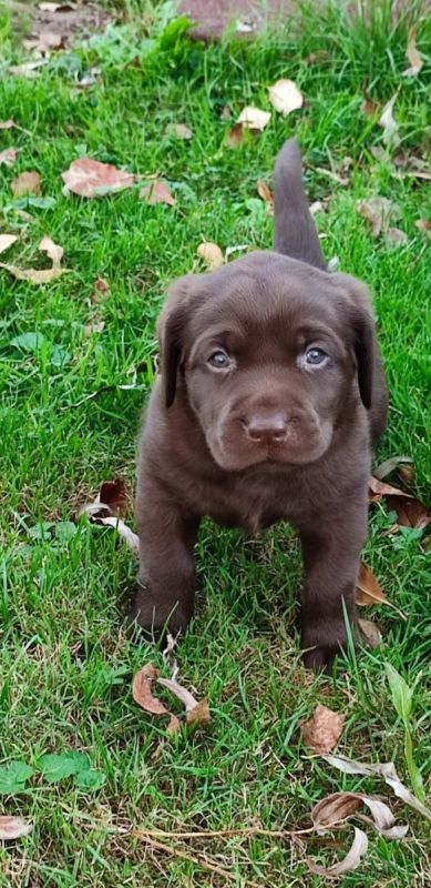 Labradorwelpen in schoko und schwarz in Herzberg am Harz (Niedersachsen ...