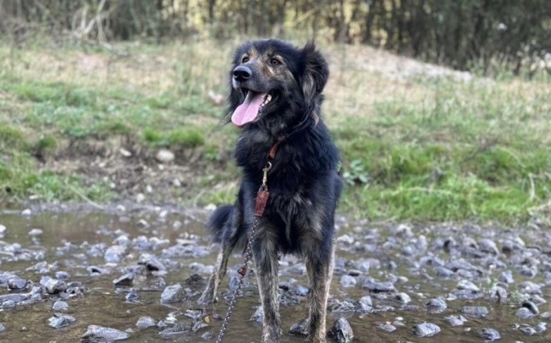 Willst du mit Niko das Leben verbringen? in Cluj (Cluj) // Snautz.de