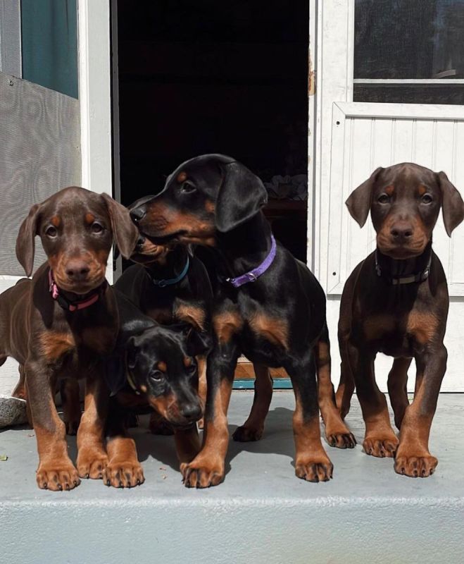 Lernen Sie unsere wunderschönen Dobermann-Welpen kennen! in Berlin ...