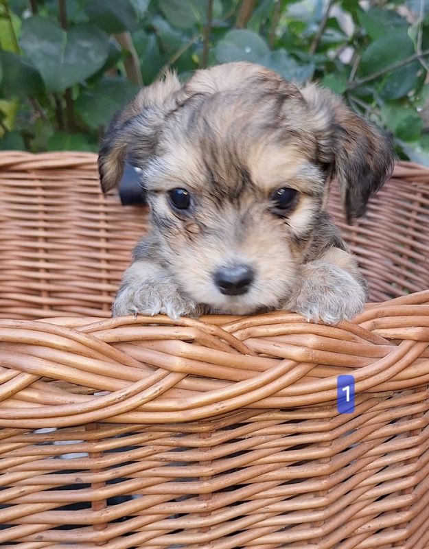 Prager Rattler-Terrier mix Welpen zu verkauf in Fehrbellin (Brandenburg ...