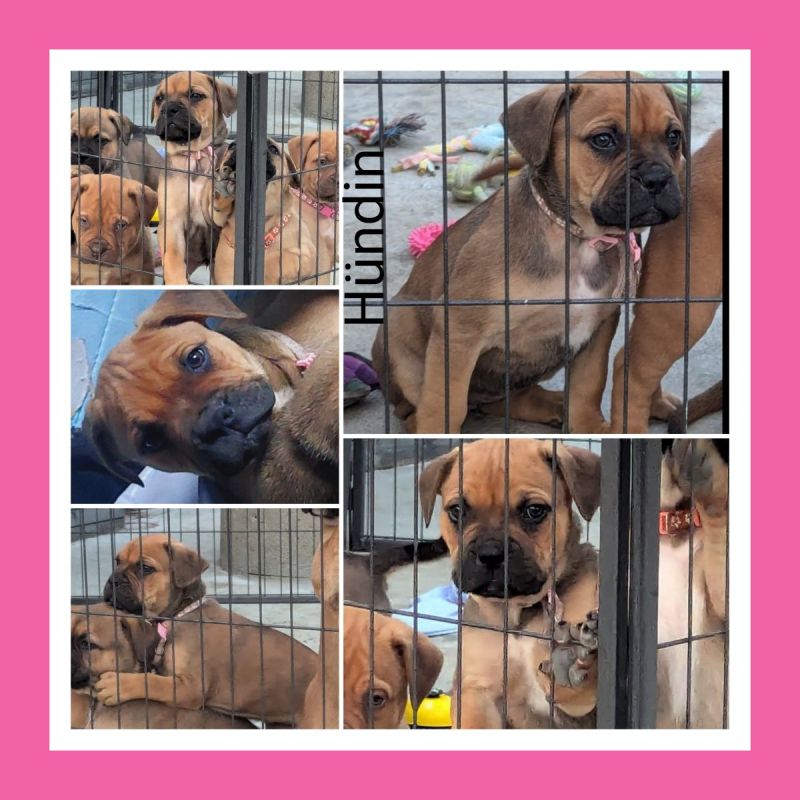 Abgabebereit! Süße Bullmastiff/oeb Welpen suchen noch ein kuscheliges ...