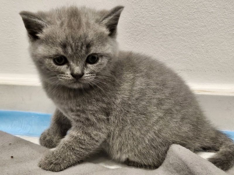 Reinrassige Britisch Kurzhaar Kitten Blue BKH in Bornheim (Nordrhein ...