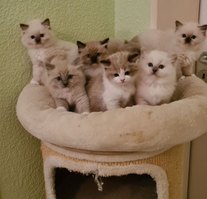Ragdolls mit Stammbaum in Zülpich (Nordrhein-Westfalen) Snautz