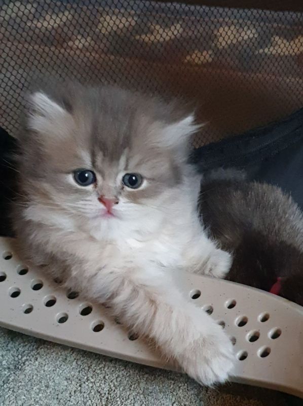 Bkh@Blh Kitten mit STAMMBAUM in Hamburg (Hamburg) // Snautz.de