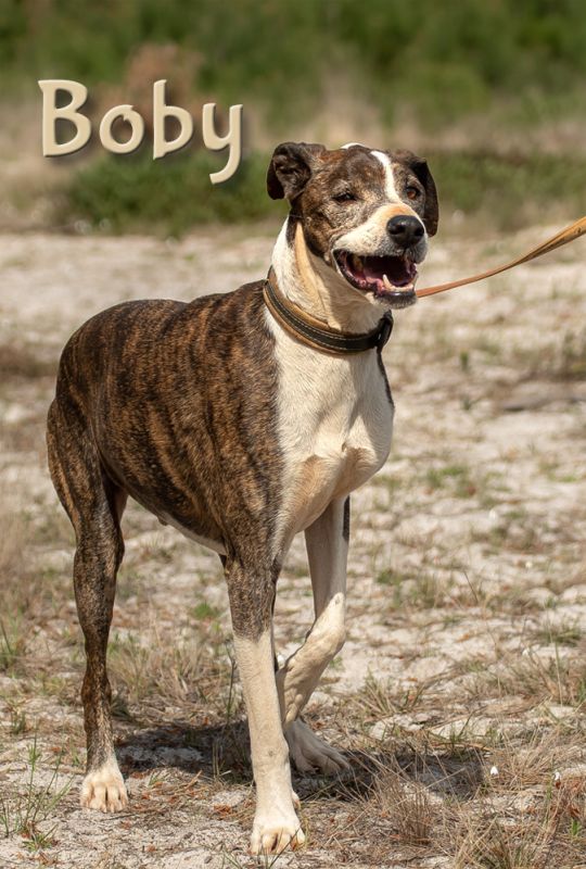 Bobby - ein agiler älterer Herr in Odeceixe // Snautz.de