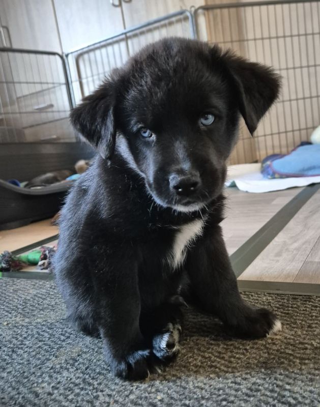 Pomsky-Labrador-Mix Welpen suchen ein Zuhause in Krempe (Schleswig ...