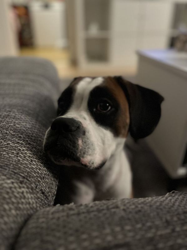 Liebe Boxerhündin sucht zu Hause in Berlin (Berlin) // Snautz.de