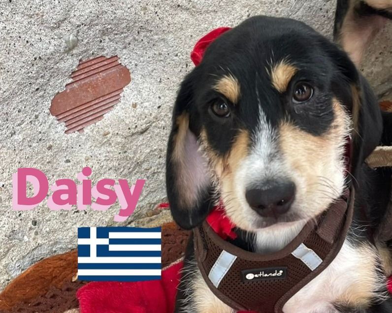 Daisy, Dory, Denver, Dexter, Dino und Dusty 10/24 - 6 Brackenwelpen ...