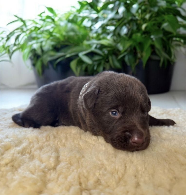 Elegante Labrador x Australian Shepherd - Aussiedor Welpen aus ...