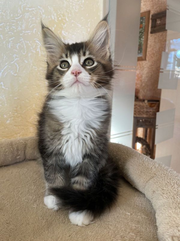 Black (golden) ticked white und Blue Silver ticked Kitten in ...