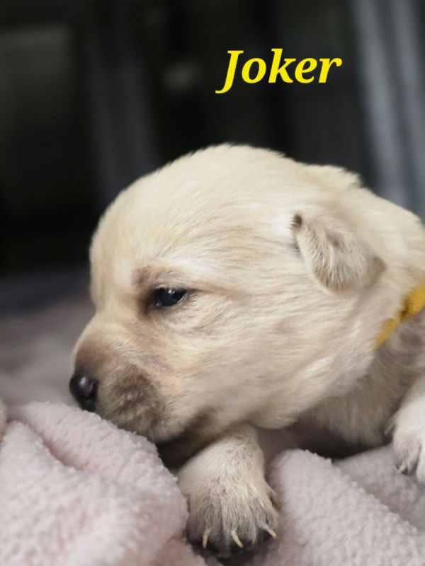 Labrador-Husky Mix (Labsky) in Wäschenbeuren (Baden-Württemberg ...