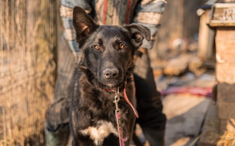 Levi – Ein sanfter Junghund auf der Suche nach einem Zuhause in Busag ...