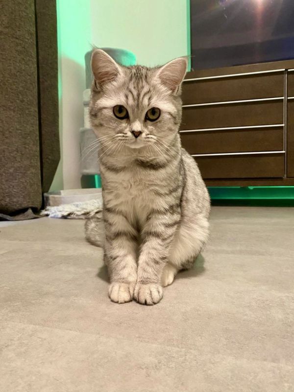 Baby Katzen ( verschiedene Rassen ) in Wien (Wien) // Snautz.de