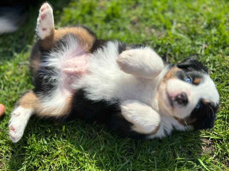 Mini Aussies-Mini Australian Shepherd Welpen 100% Reinrassig in ...