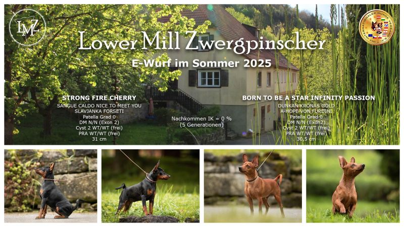 Welpen E-Wurf Sommer 2025 Zwergpinscher Rehpinscher in Königheim (Baden ...