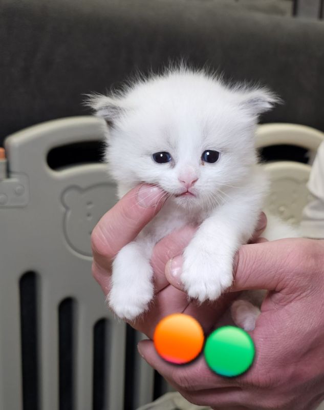 Ragdoll Kitten mit Stammbaum — aus liebevoller Familienaufzucht in ...