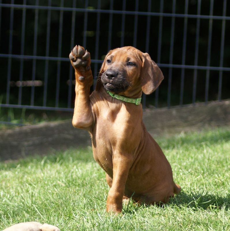 Es ist soweit, unsere wunderschönen Rhodesian Ridgeback Baby´s können ...