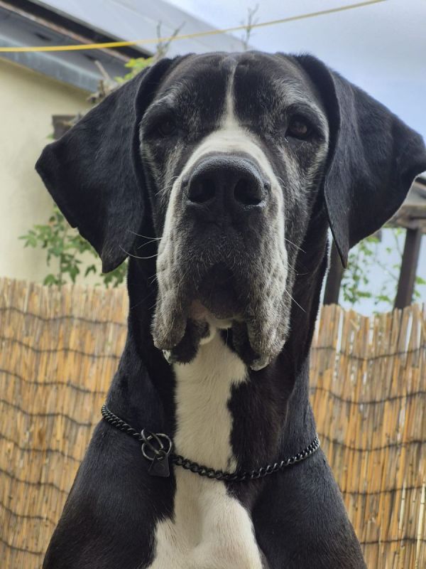 Ein Zuhause mit Herz gesucht – für unsere beeindruckende Deutsche Dogge ...