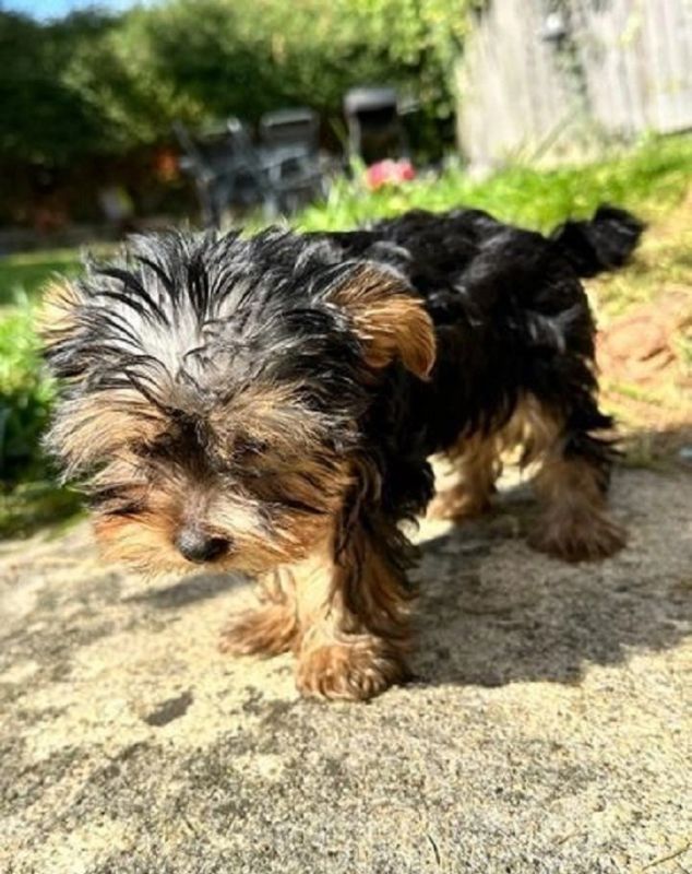 Yorkshire Terrier Kaufen Bis 500 Euro