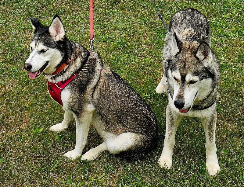 2 liebe Siberian Huskys in Colbitz (Sachsen-Anhalt) // Snautz.de