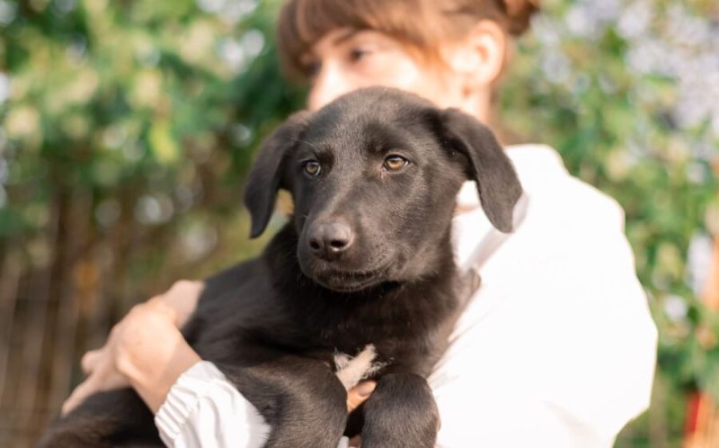 Schwarzer Schatz Wakan in Busag (Maramureș) // Snautz.de