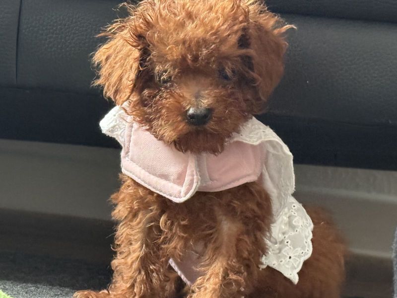 🐶 Reinrassiger Toy Pudel Welpe große Liebe! 🐾 in Berlin (Berlin) Snautz.de