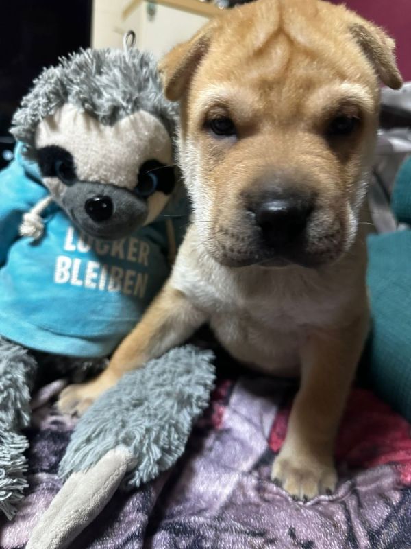 Husky Sharpei Mix Welpen in Bogen (Bayern) Snautz