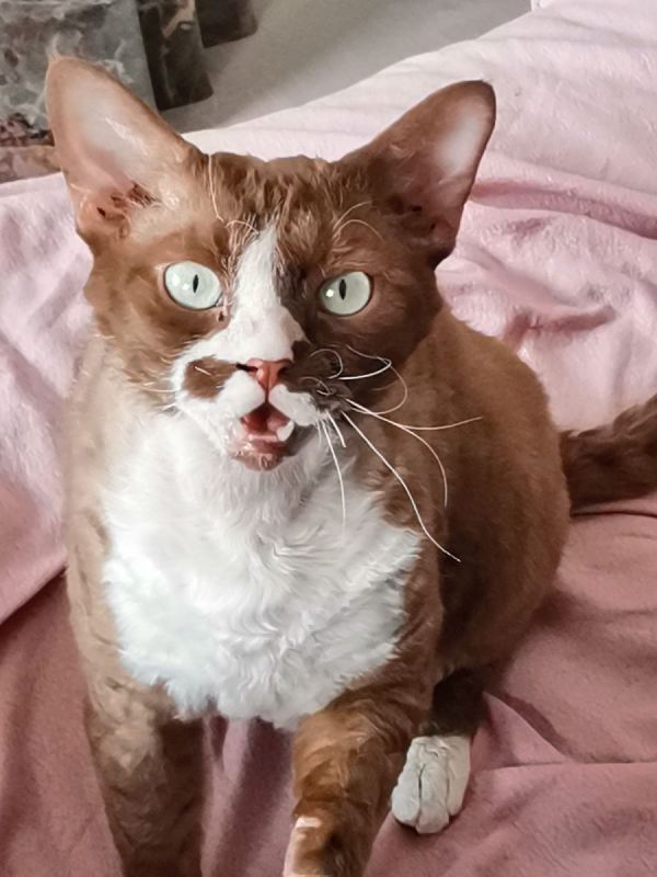 Kastrierter Devon Rex Kater sucht neue Familie in Wiesloch (Baden-Württemberg) Snautz