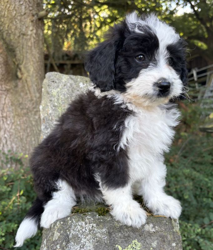 Mini Aussie Doodle Welpe Hündin in Meuspath (Rheinland-Pfalz) Snautz