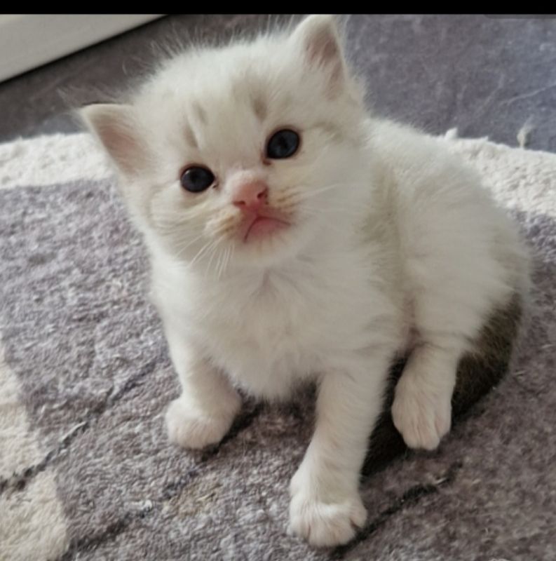 Ragdoll kitten mit Stammbaum in Schönberg (Mecklenburg-Vorpommern) Snautz