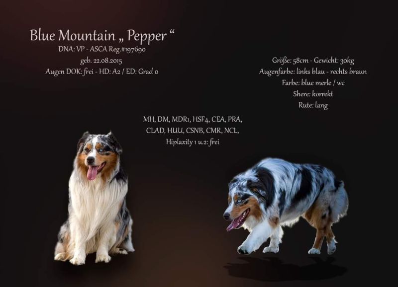 Australian Shepherd (Deckrüde) Blue Mountain Pepper in Kerpen ...