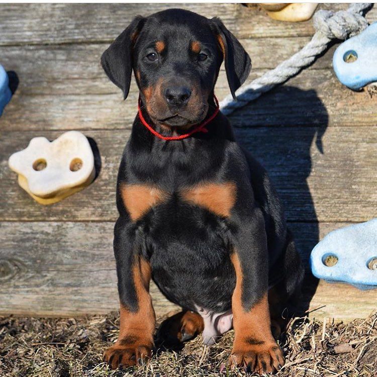 Wunderschöne Dobermann Welpen suchen ein liebevolles Zuhause in Hann ...