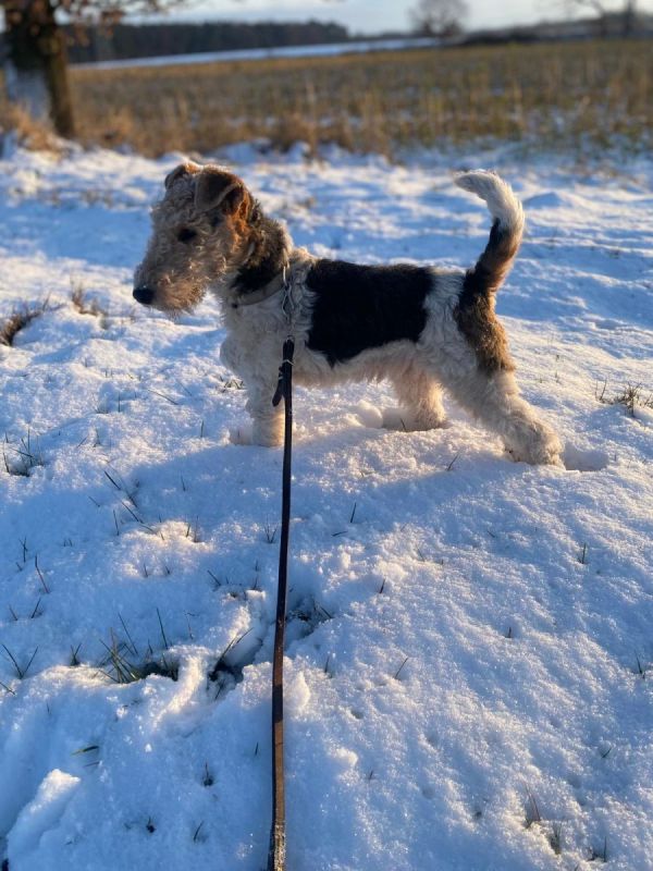 Drahthaar Foxterrier Rüde 5Monate mit Ahnentafel in Landesbergen ...
