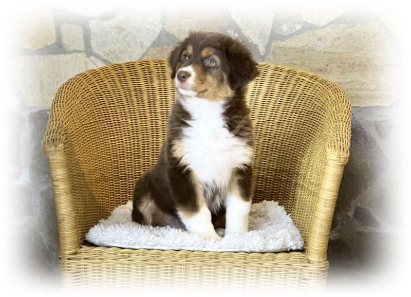 Australian Shepherd Hündin sucht ihr perfect match in Dolgesheim ...