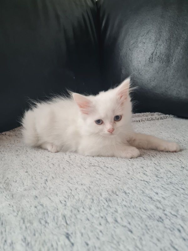 Noch 1 Waldkatzen Mix Kitten in Gelsenkirchen (Nordrhein-Westfalen) Snautz