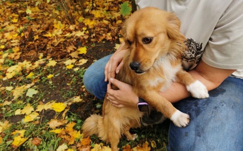 Mellow sucht ein Zuhause in Bergen an der Dumme (Niedersachsen) Snautz