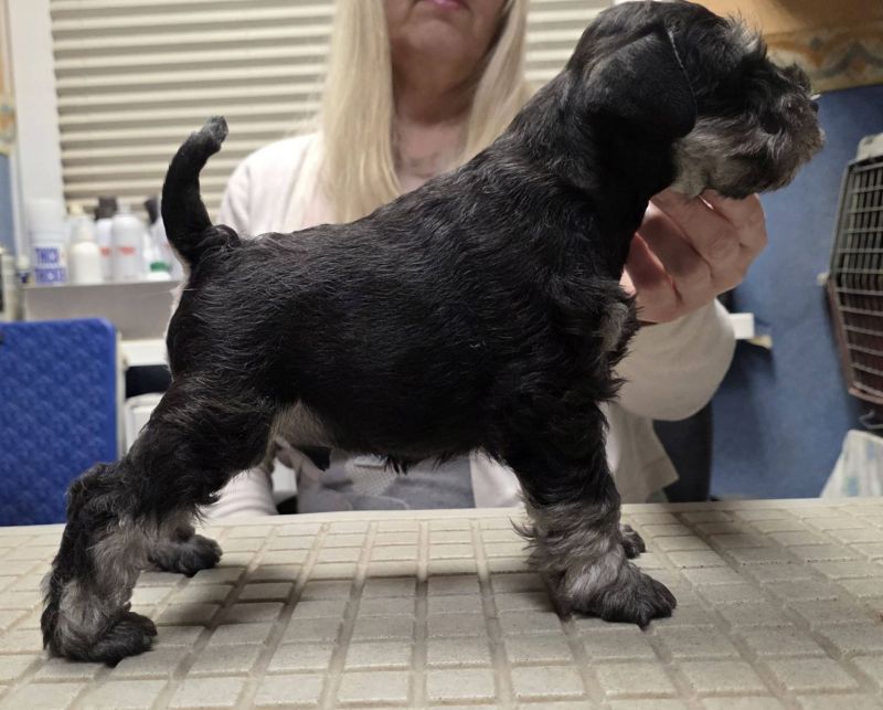 Zwergschnauzer Schwarz Silber In Not