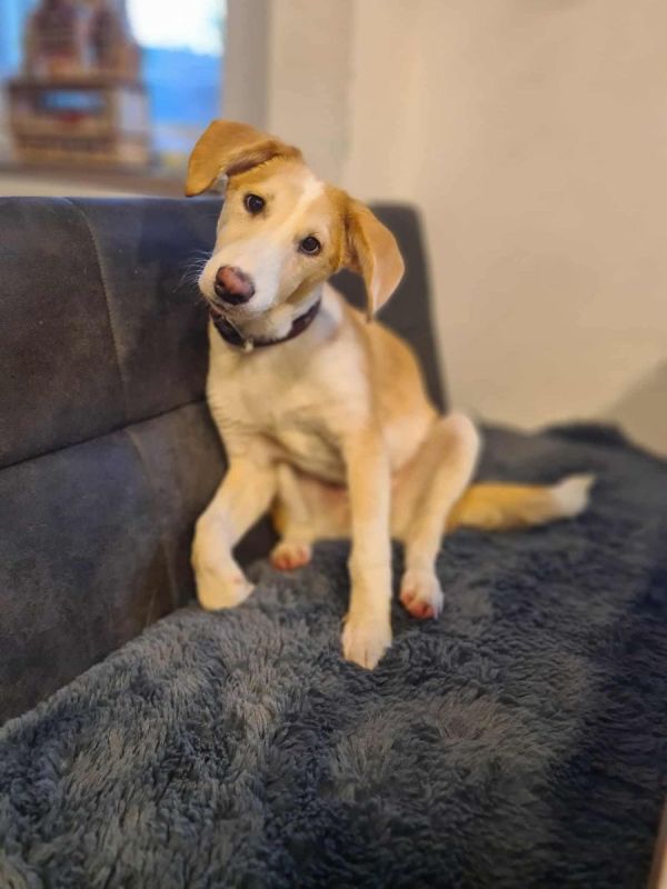 Lillifee auf Pflegestelle in 92364 Deining sucht ihr Für-immer-Zuhause ...