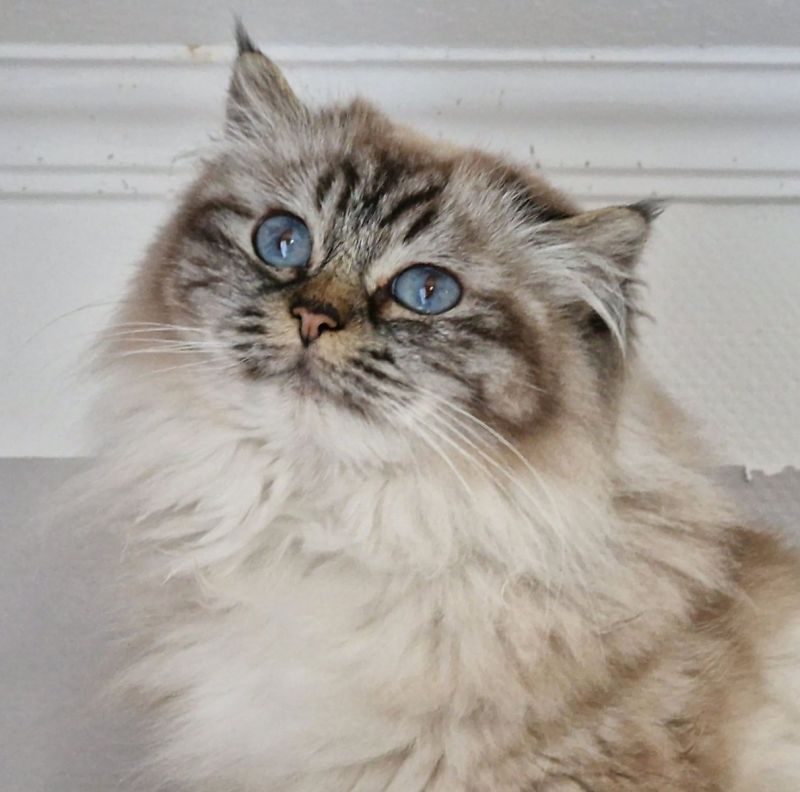 Heilige Birma Katze mit Stammbaum in Verden (Niedersachsen) Snautz
