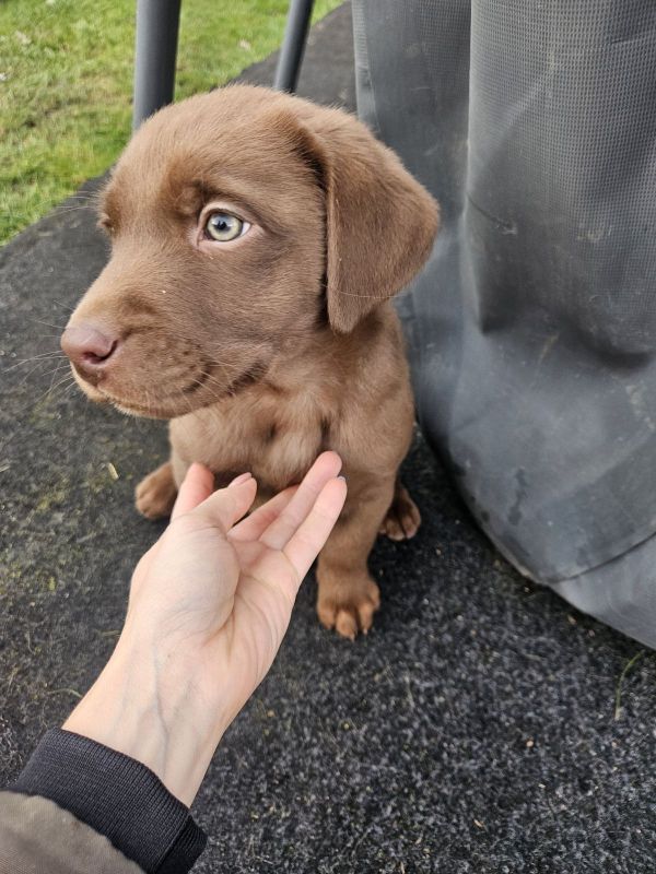Ein Brauner Labradorwelpe Ein Wunder Der Freude Und Liebe
