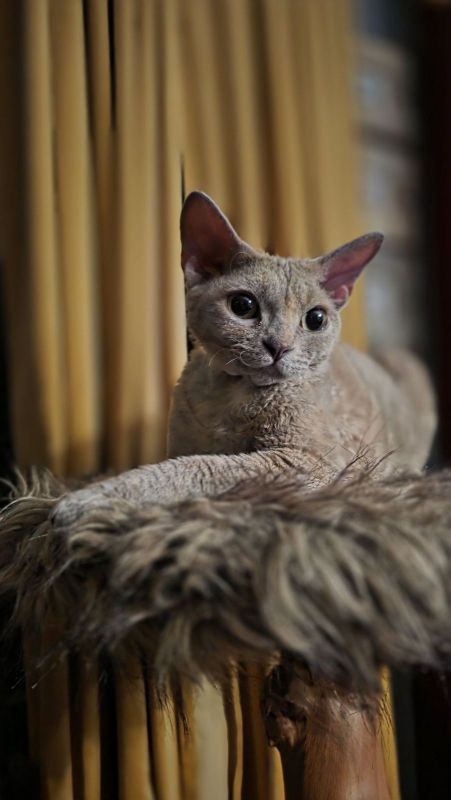 Wurfankündigung Devon Rex Blue Tortie in Wandlitz (Brandenburg) Snautz