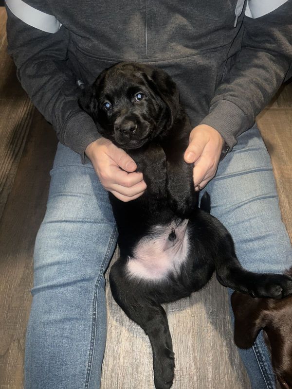 Labradorwelpe(Knuddelbärchen)sucht liebevolles zuhause!! in Lebach ...