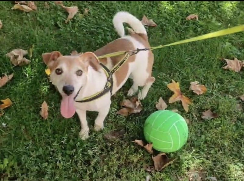 Jack Russel Romil sucht ein neues Zuhause in Heinsberg (Nordrhein ...